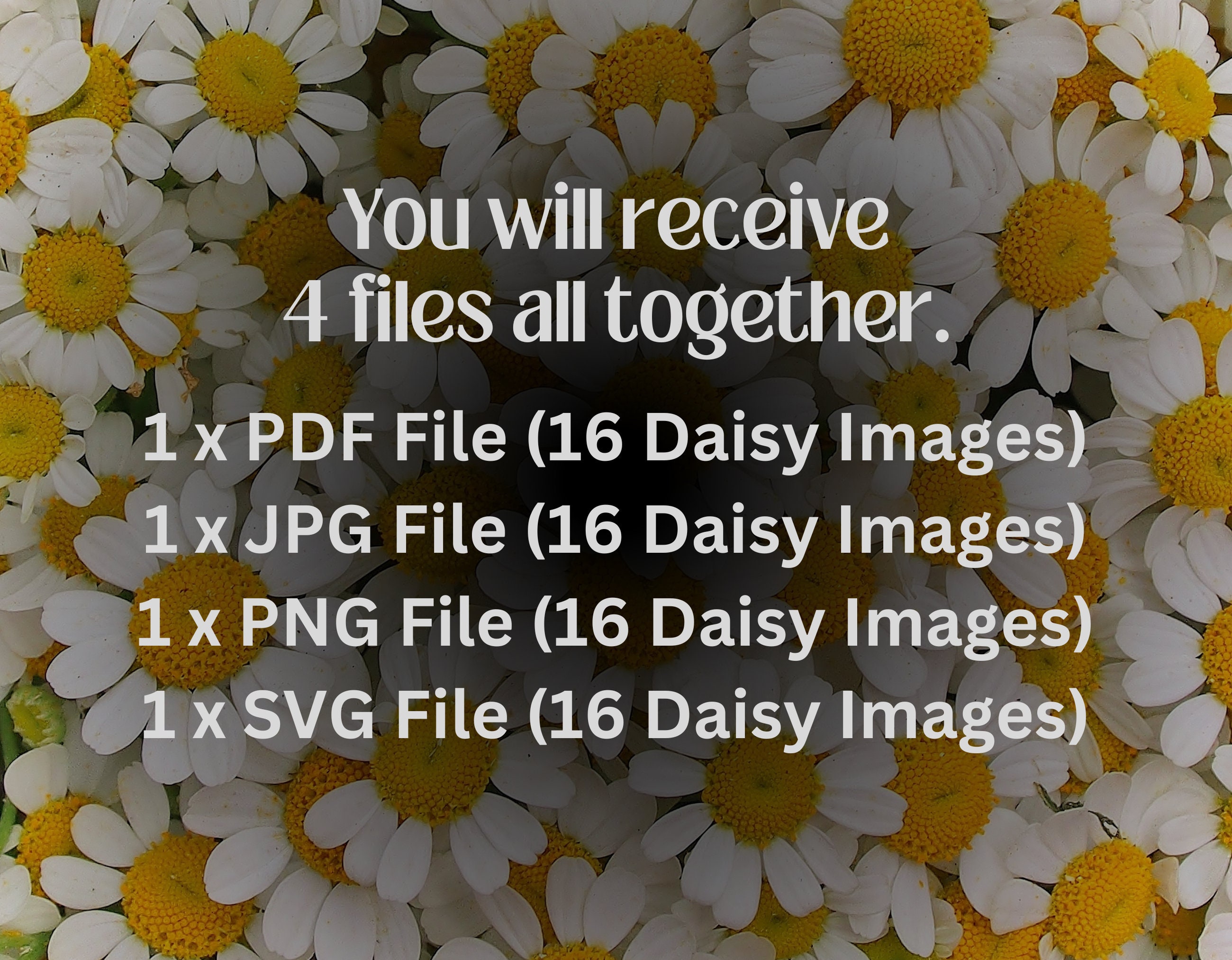 Daisy Svg Wildflowers Svg Daisy Png Daisy Svg Bundle Daisy - Etsy UK