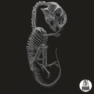 Detailed Skeleton of Oviraptor Fetus, Extinct Mesozoic Fauna in Resin ...