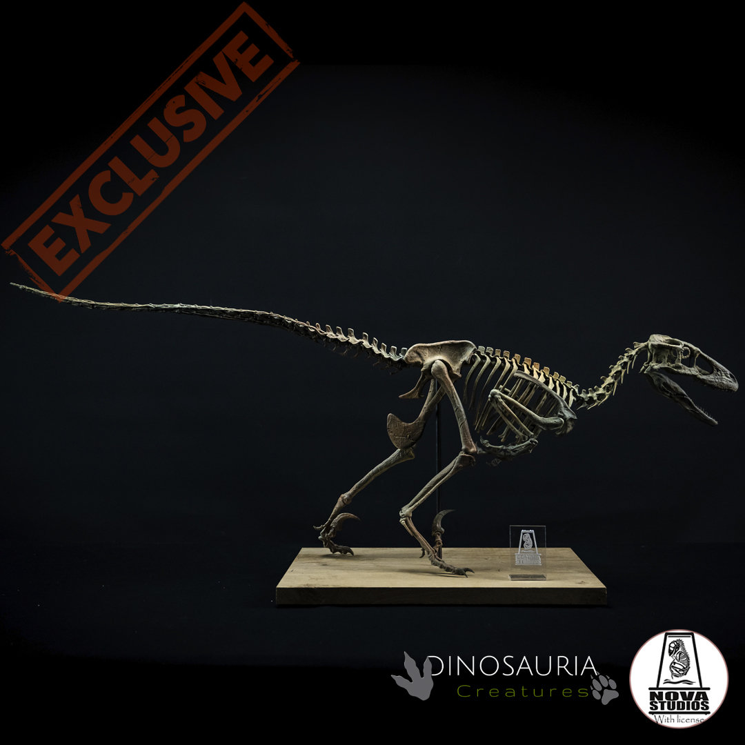 Deinonychus Skeleton: Extinct Fauna of the Mesozoic in Resin Miniature ...
