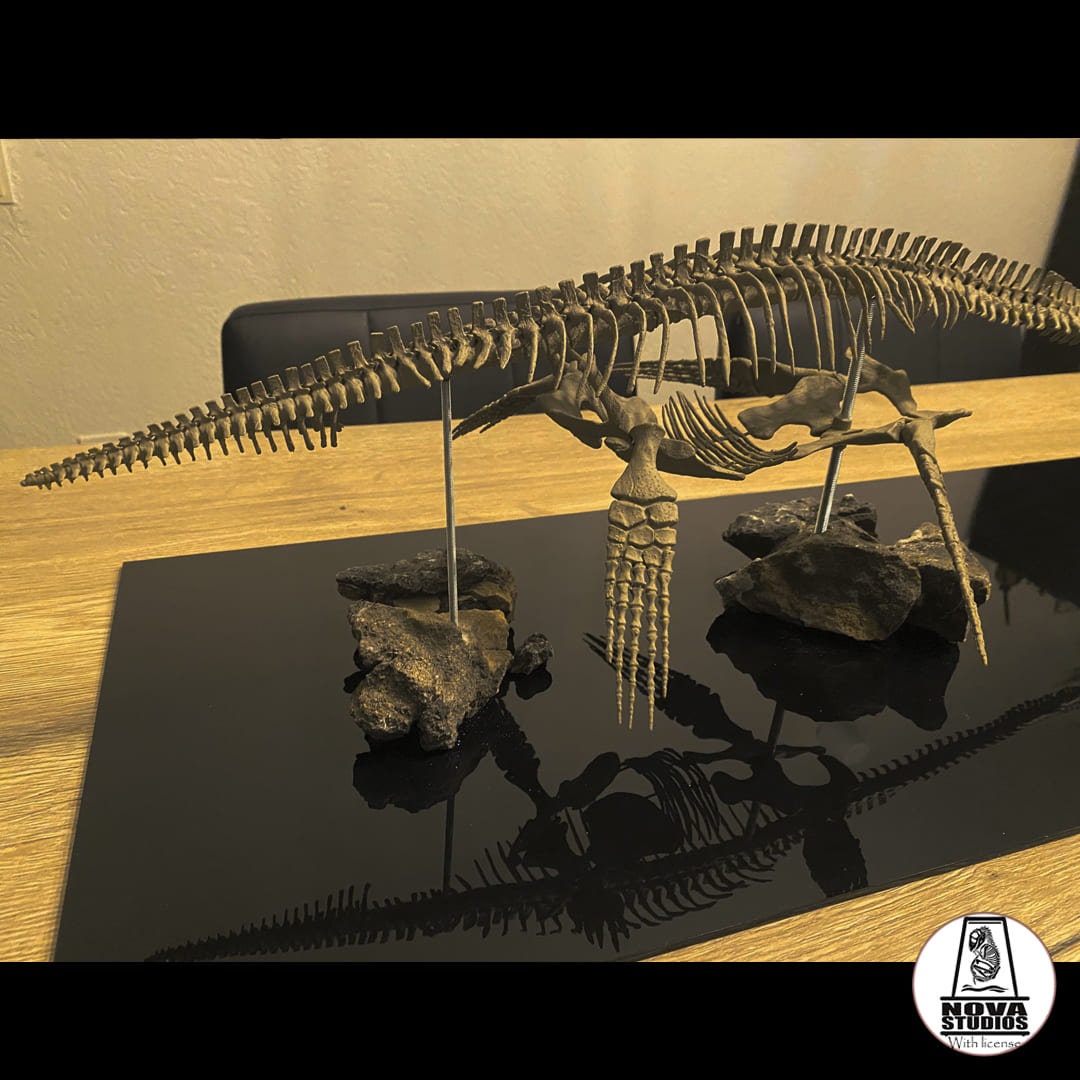 Elasmosaurus Platyurus Skeleton: Extinct Fauna of the Mesozoic in Resin ...