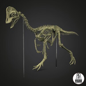 Detailed Skeleton of Anzu Wyliei, Extinct Fauna of the Mesozoic in Resin Miniature for Painting ...