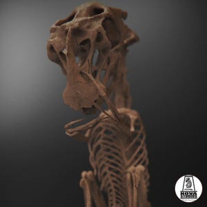 Detailed Skeleton of Oviraptor Fetus, Extinct Mesozoic Fauna in Resin ...