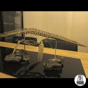 Elasmosaurus Platyurus Skeleton: Extinct Fauna of the Mesozoic in Resin ...