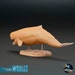 Livyatan Melvillei, Miniature to Scale; Replicas of Extinct Fauna of ...