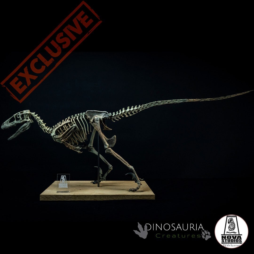 Deinonychus Skeleton: Extinct Fauna of the Mesozoic in Resin Miniature ...