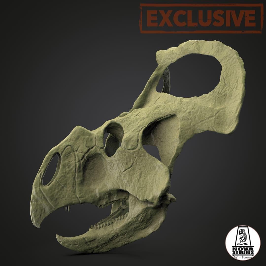 Life Sized Skull of Protoceratops Andrewsi, Extinct Mesozoic Fauna in ...