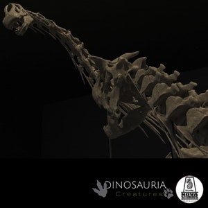 Saltasaurus and Carnotaurus Skeleton: Extinct Fauna of the Mesozoic in ...