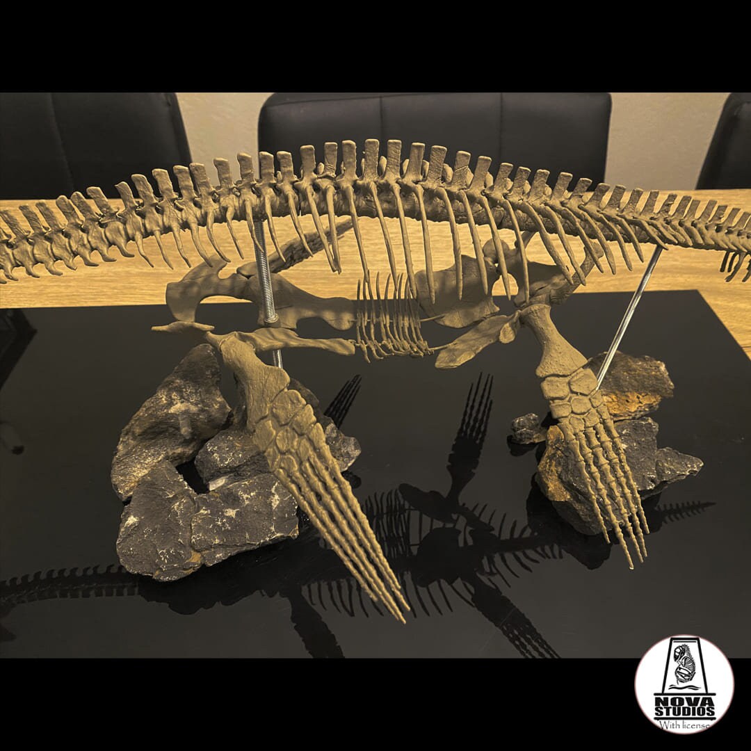 Elasmosaurus Platyurus Skeleton: Extinct Fauna of the Mesozoic in Resin ...