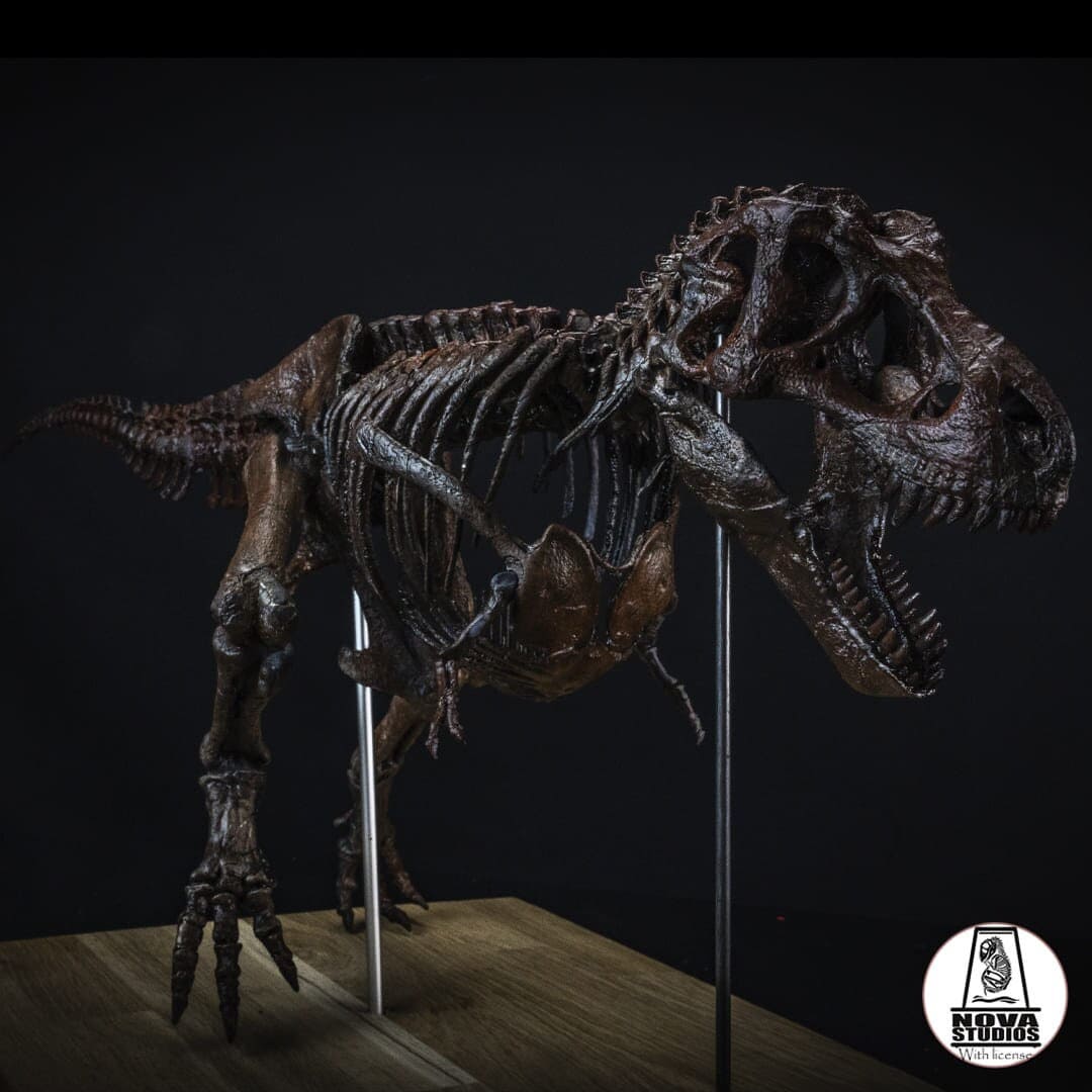 Tyrannosaurus Rex "monty" Skeleton: Extinct Fauna of the Mesozoic in ...