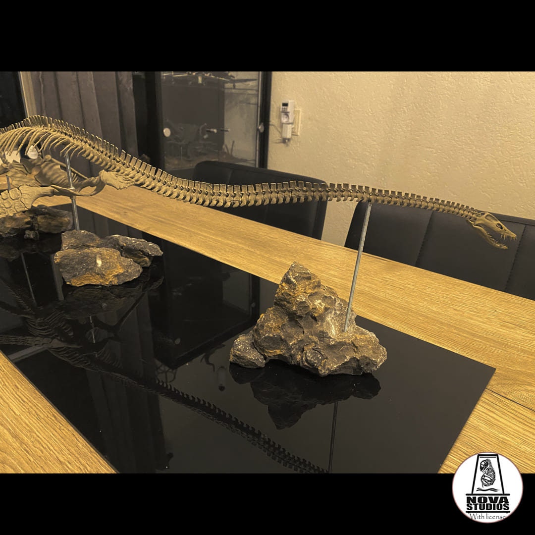 Elasmosaurus Platyurus Skeleton: Extinct Fauna of the Mesozoic in Resin ...