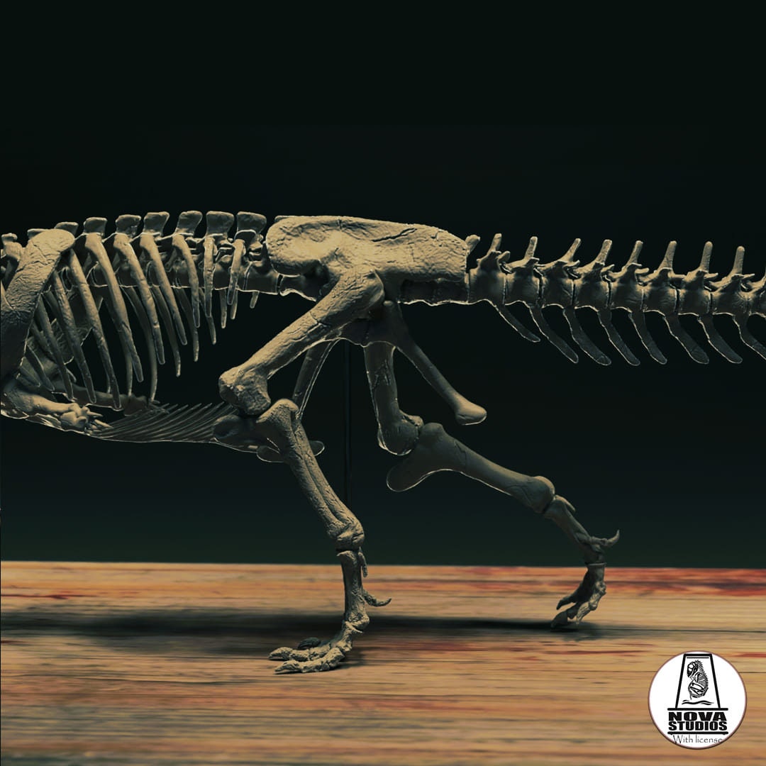 Majungasaurus Crenatissimus Skeleton: Extinct Fauna of the Mesozoic in ...