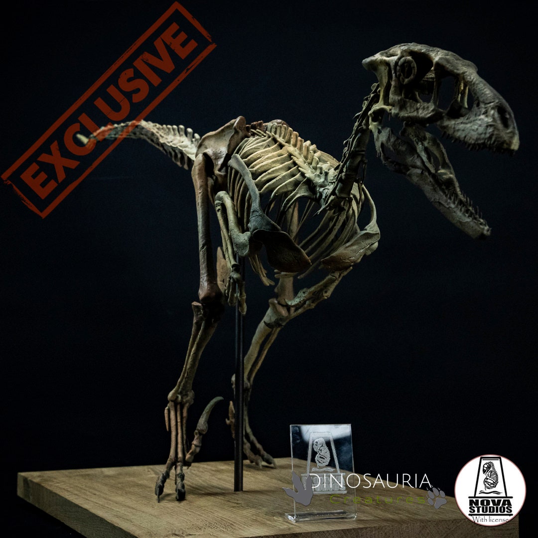 Deinonychus Skeleton: Extinct Fauna of the Mesozoic in Resin Miniature ...