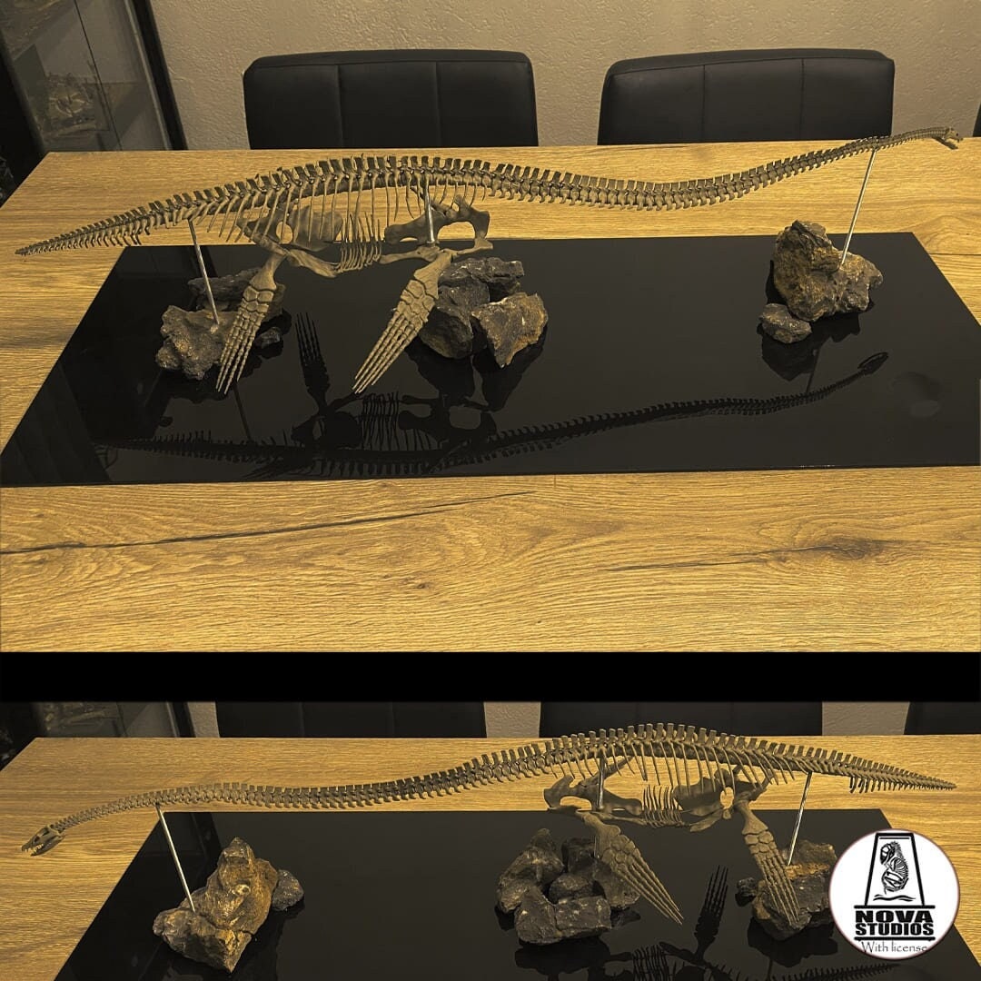 Elasmosaurus Platyurus Skeleton: Extinct Fauna of the Mesozoic in Resin ...