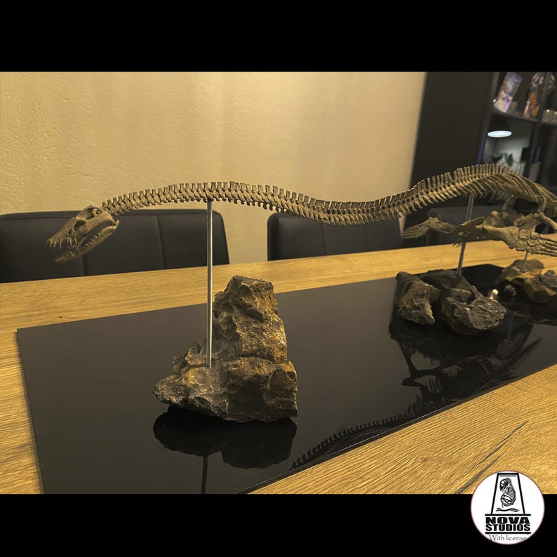 Elasmosaurus Platyurus Skeleton: Extinct Fauna of the Mesozoic in Resin ...