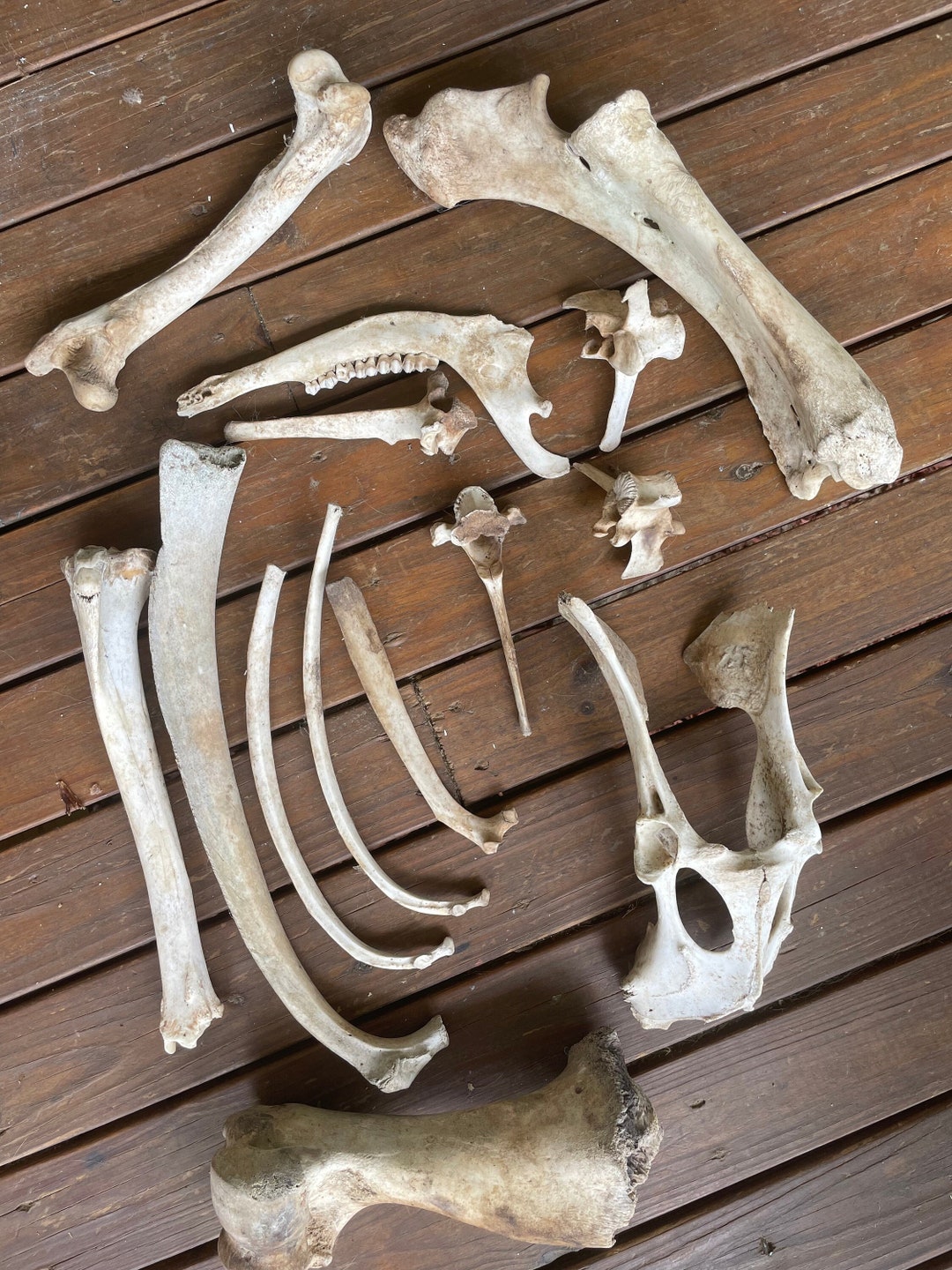 Mystery Box of Bones - Etsy