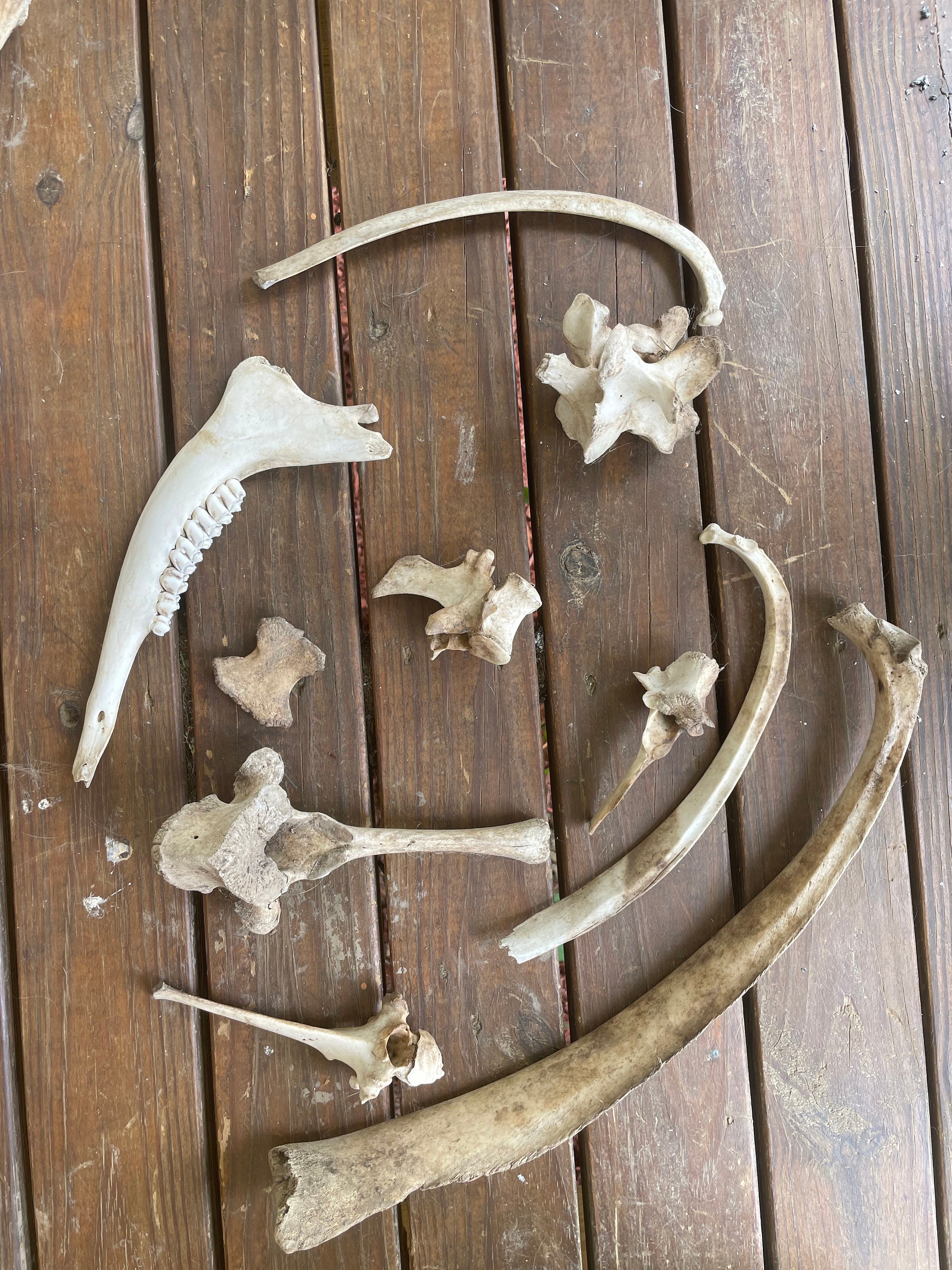 Mystery Box of Bones - Etsy