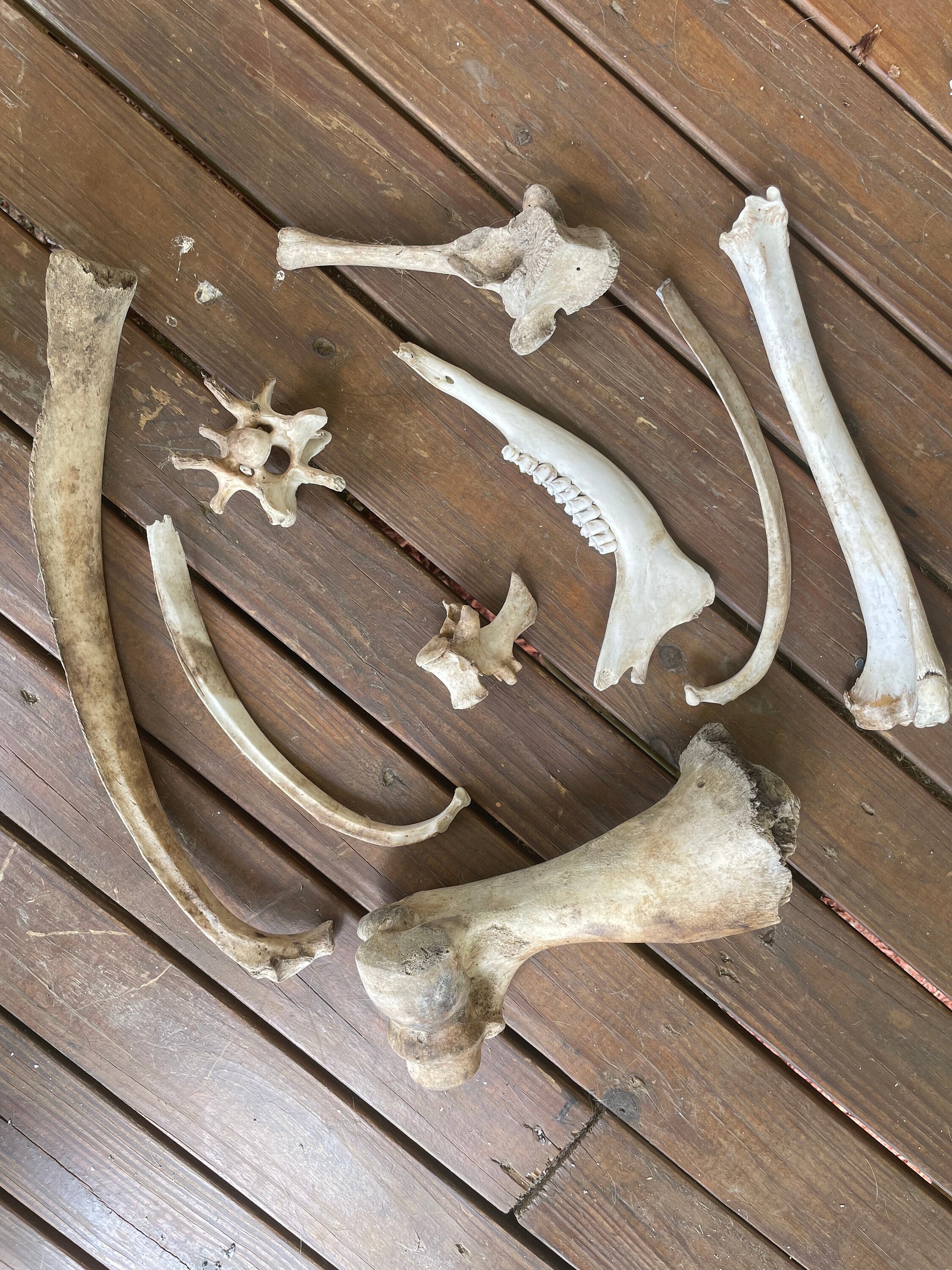 Mystery Box of Bones - Etsy