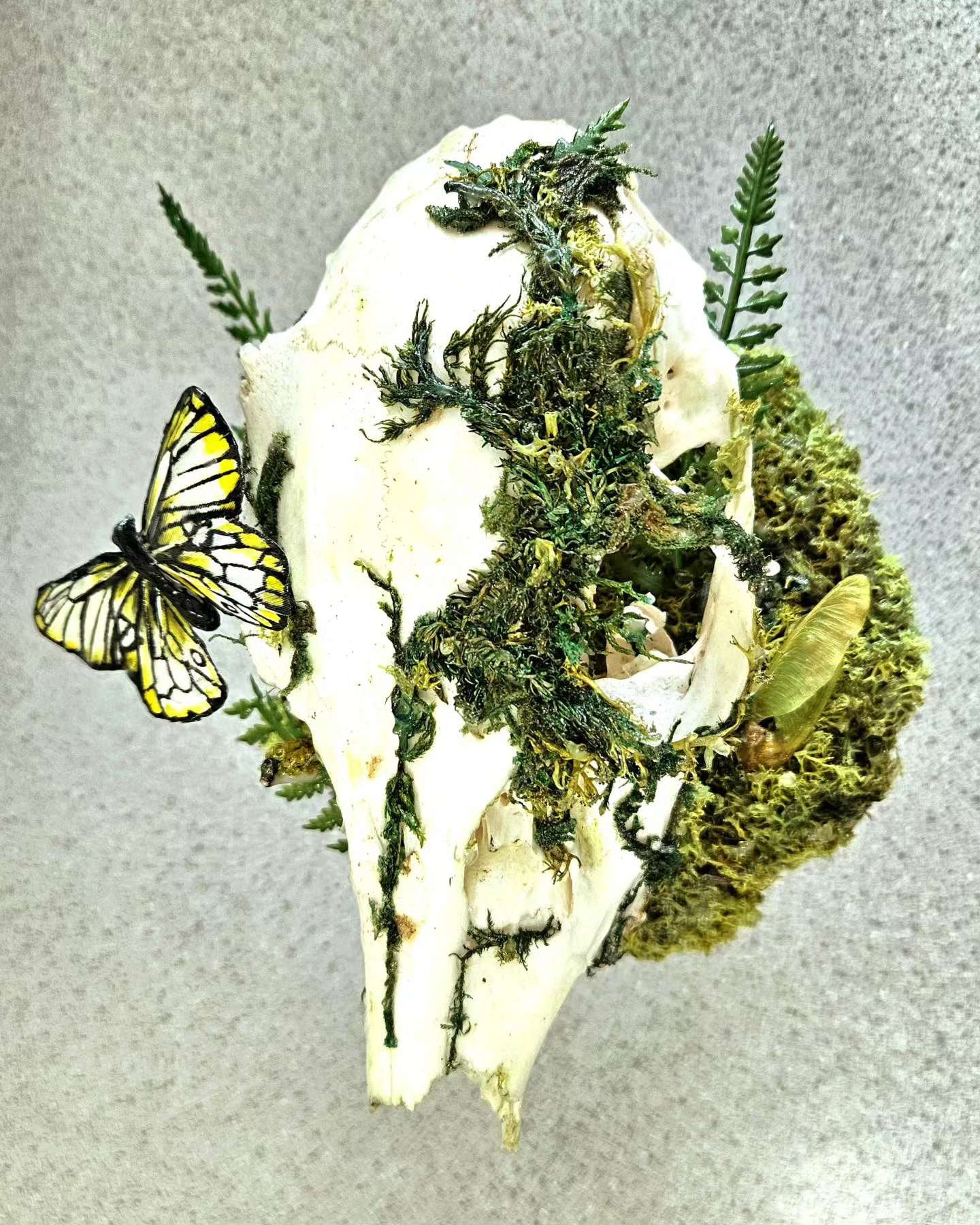 Skull Plant Deco Moss Covered Deer Skull With Butterfly - Etsy