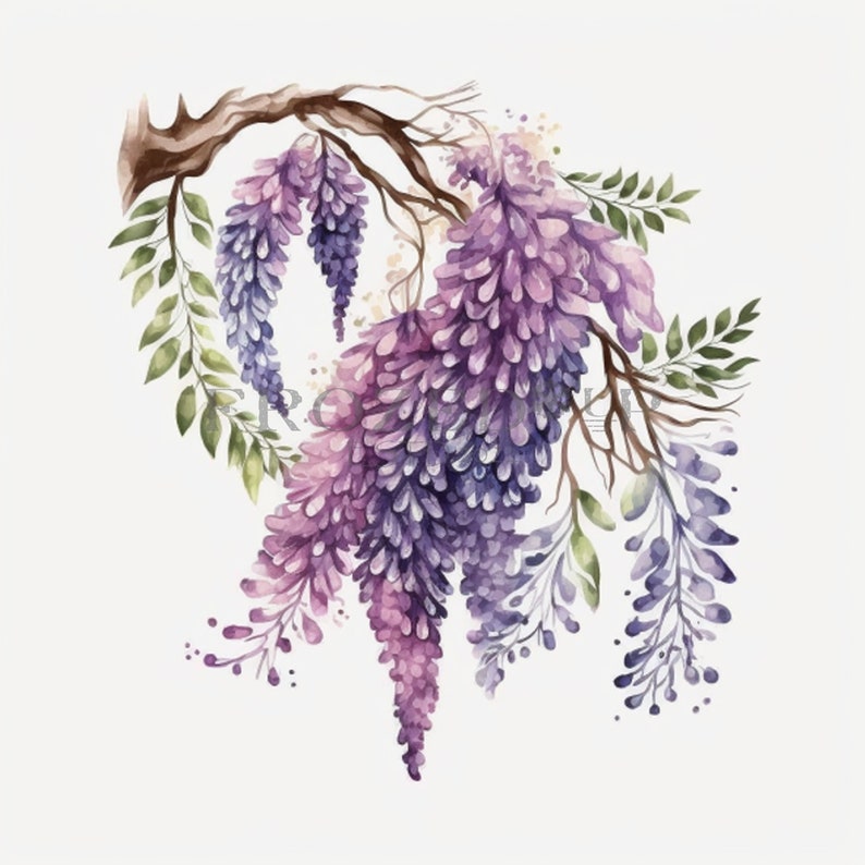 Watercolor Wisteria Digital Clipart Bundle, 12 Pngs, Beautiful Designs ...
