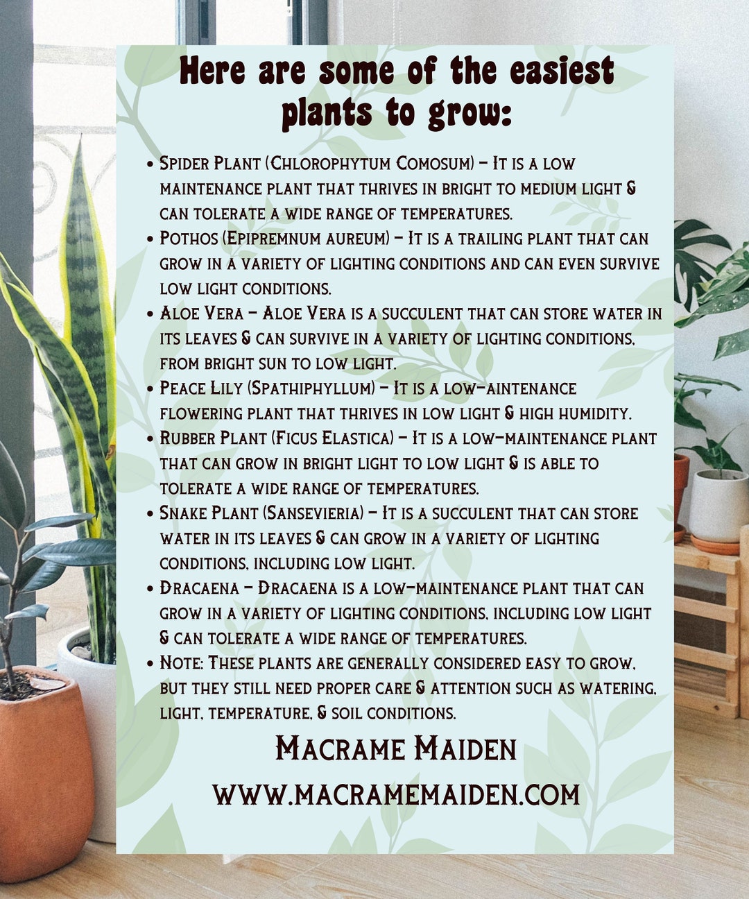 Easy Plants to Grow Plant Lover Plant Gift Digital Plant, Macrame ...
