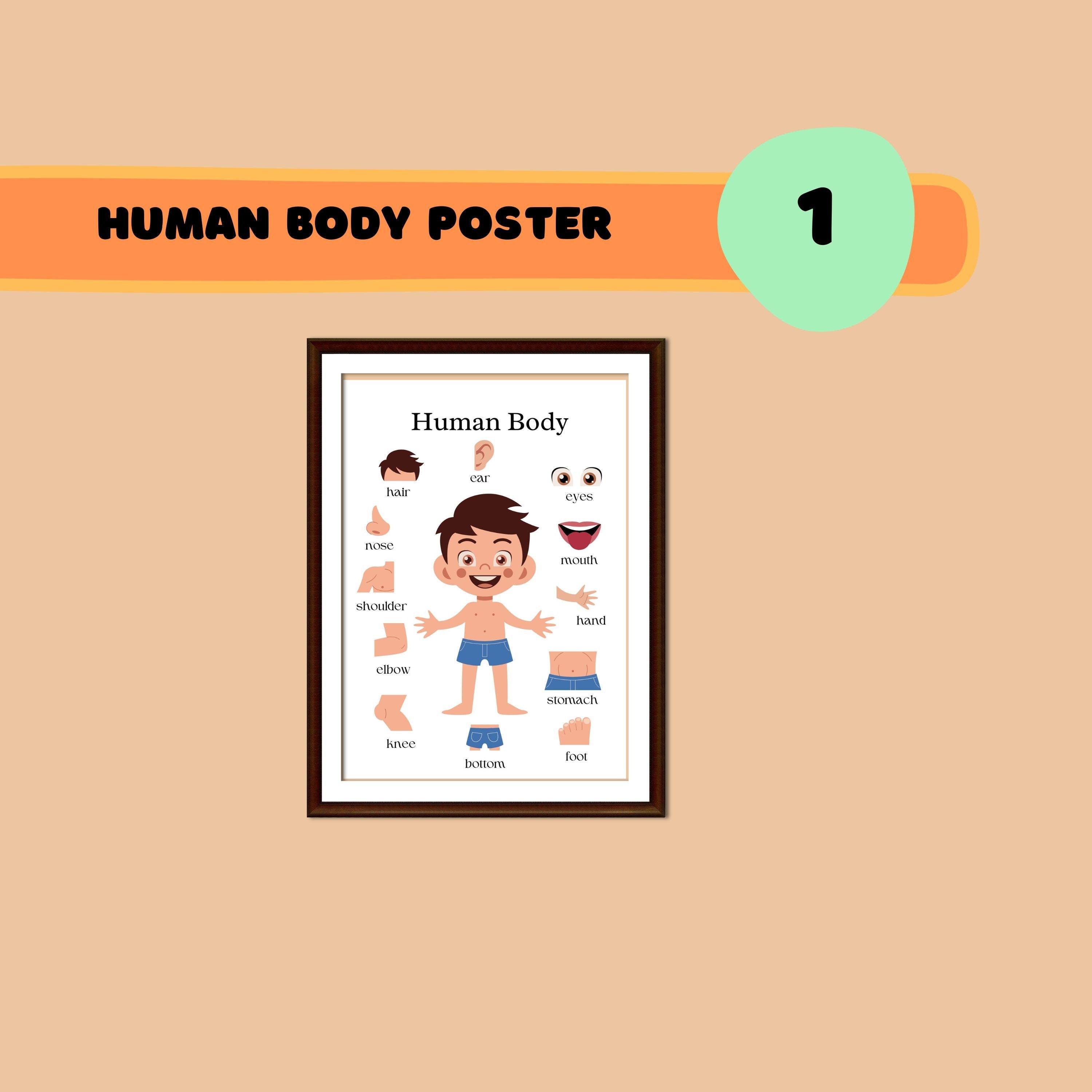 Cartel De Partes Del Cuerpo Montessori Homeschool Carteles, 50% OFF