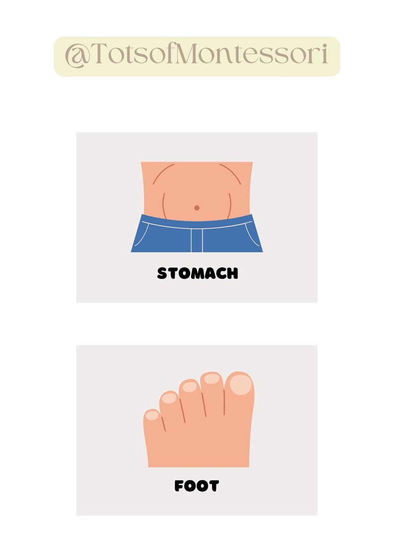 Montessori Human Body Flashcards Engaging Homeschool - Etsy UK