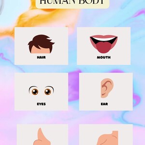 Montessori Human Body Flashcards Engaging Homeschool - Etsy UK