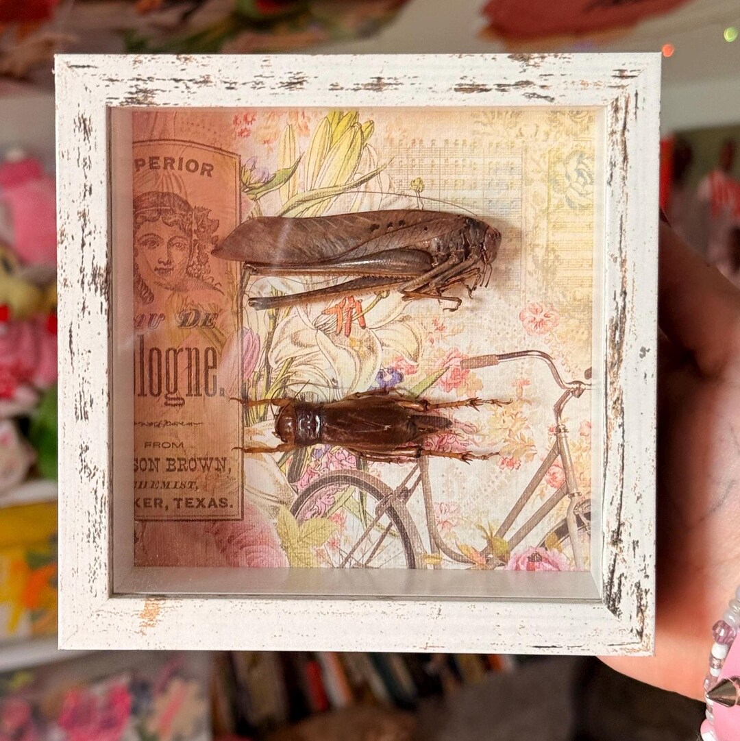 Preserved Grasshopper and Cricket Specimens, 5x5 Frame Ethically ...