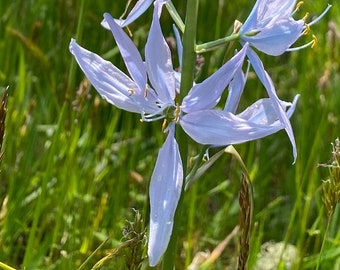 Small Camas camassia Quamash 100 Seeds pacific Northwest Wildflowers - Etsy