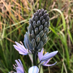 Common Camas Seeds (camassia Quamash) - Etsy