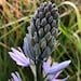 Common Camas Seeds (camassia Quamash) - Etsy