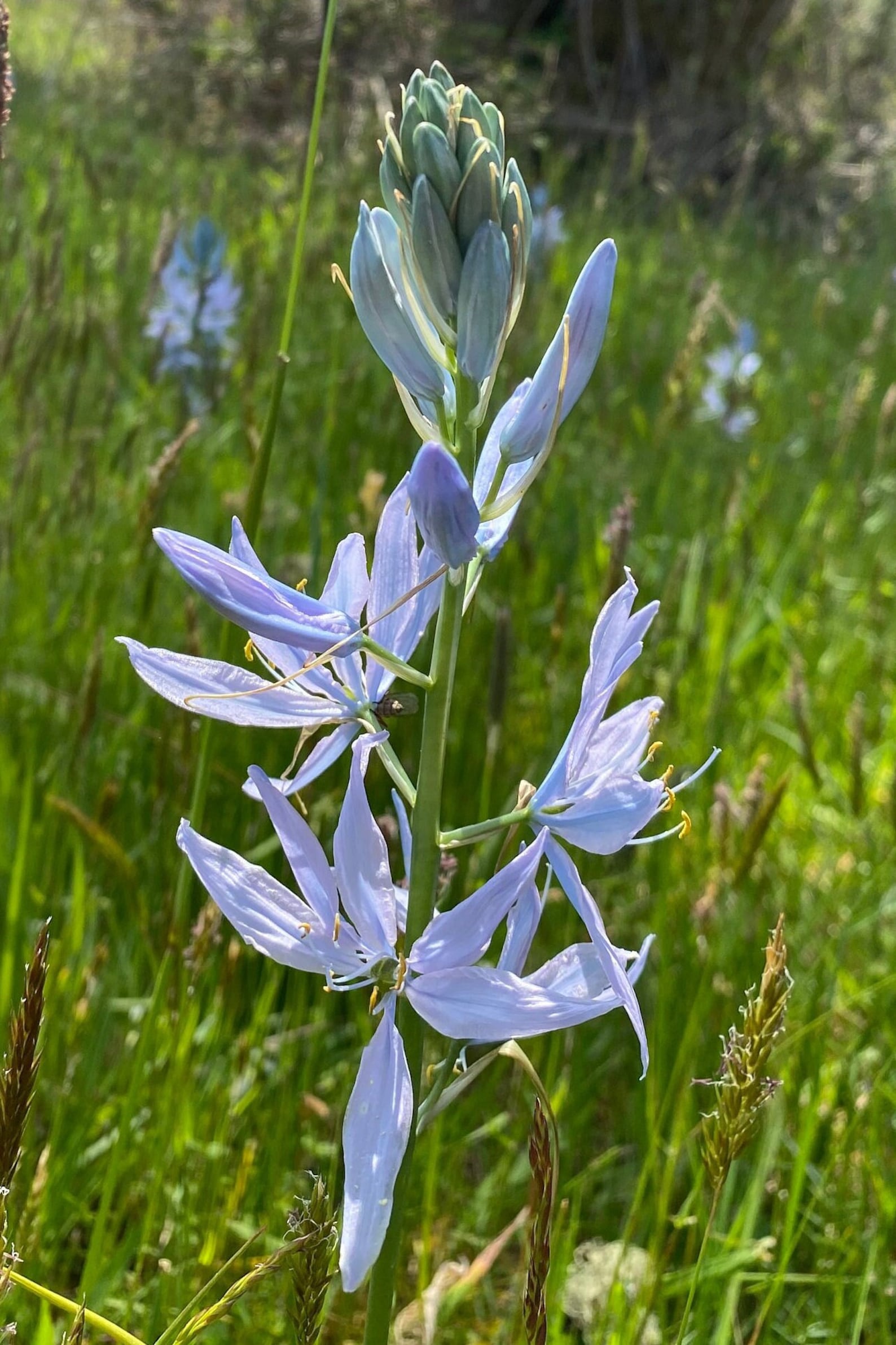 Common Camas Seeds (camassia Quamash) - Etsy