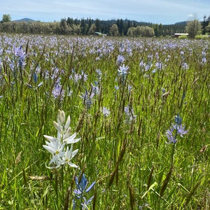 Common Camas Seeds (camassia Quamash) - Etsy