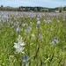 Common Camas Seeds (camassia Quamash) - Etsy