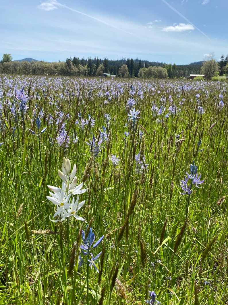 Common Camas Seeds (camassia Quamash) - Etsy