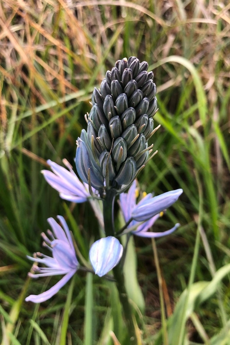 Common Camas Seeds (camassia Quamash) - Etsy
