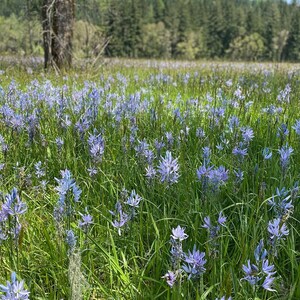 Common Camas Seeds (camassia Quamash) - Etsy