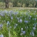 Common Camas Seeds (camassia Quamash) - Etsy