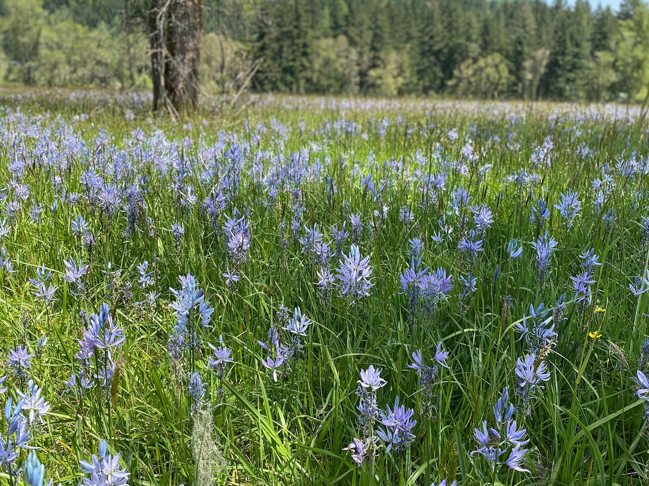 Common Camas Seeds (camassia Quamash) - Etsy