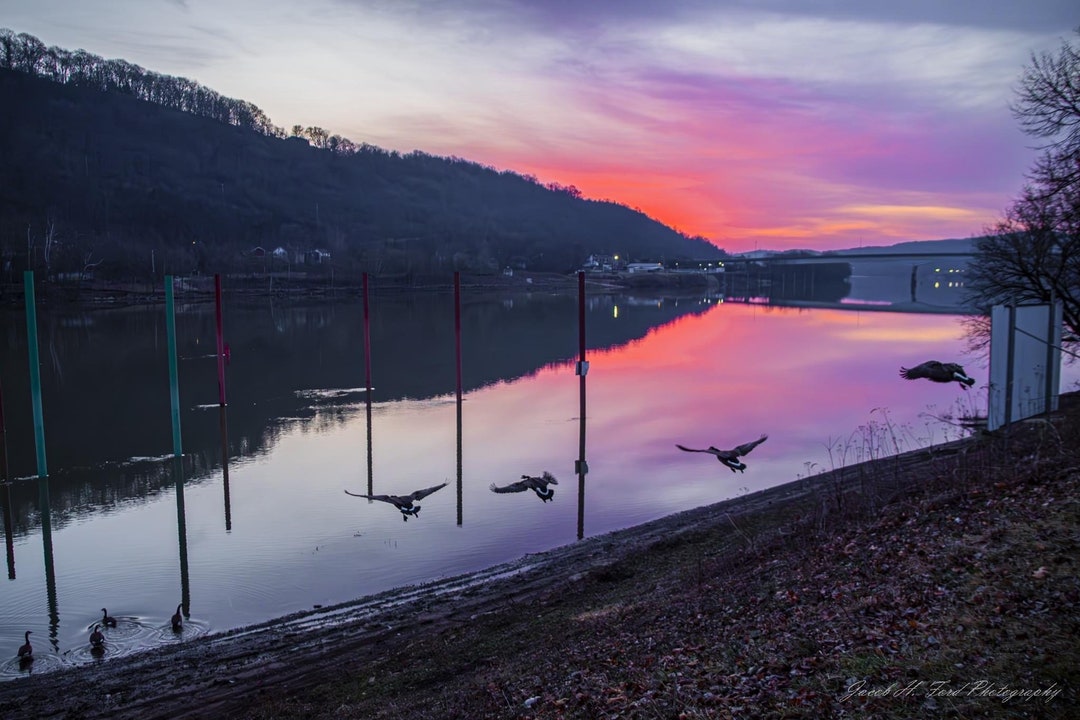 Geese Flying Towards Monongahela River at Sunrise on February Morning ...