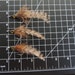 ET114 NF Grizzly Set of 3 Tarpon Cockroach Saltwater Fly Fishing ...
