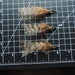 ET117 MF Grizzly Set of 3 Tarpon Cockroach Saltwater Fly Fishing ...