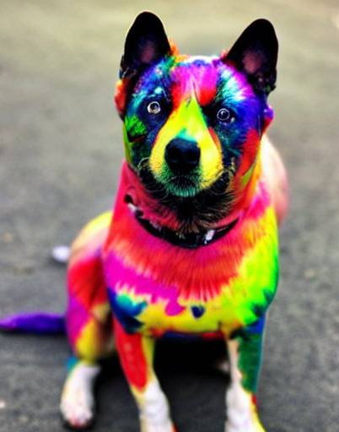 TIE DYE DOG, Dog, Digital Art, Digital Download, Art, Paint, Tie Dye ...