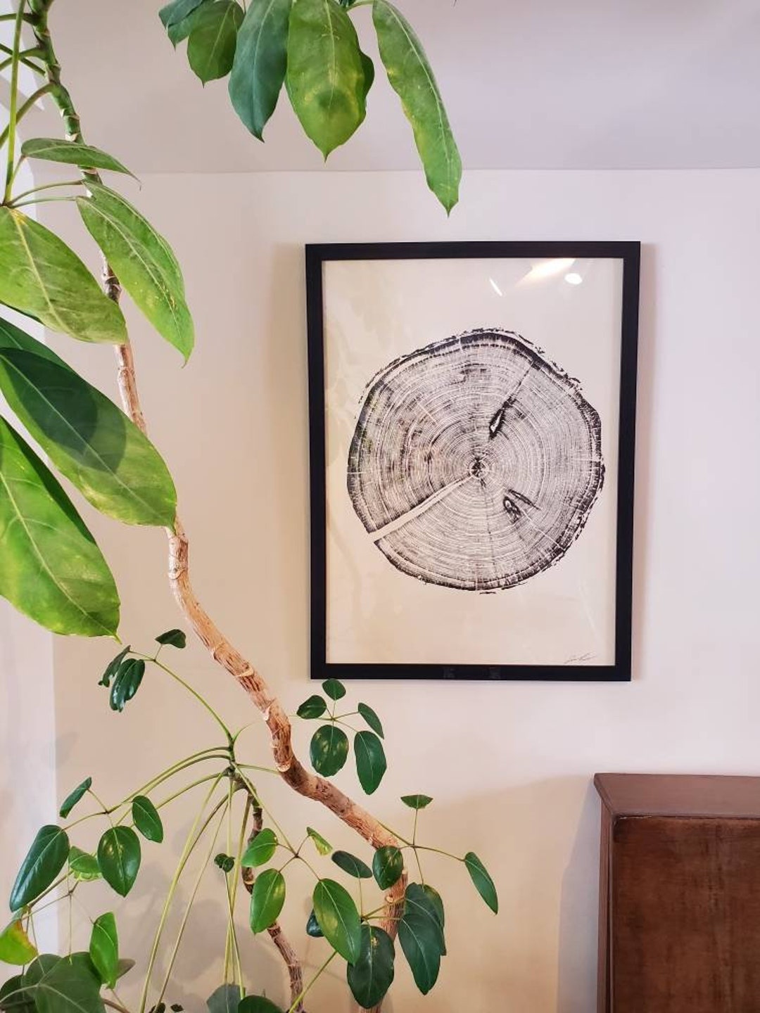 Alaska Sitka Spruce Original Hand Pressed 19 X 26 Tree Ring Ink Print ...