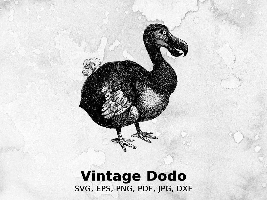 Vintage Dodo Vector Illustration | Bird, Dodo, Extinct, Animal ...