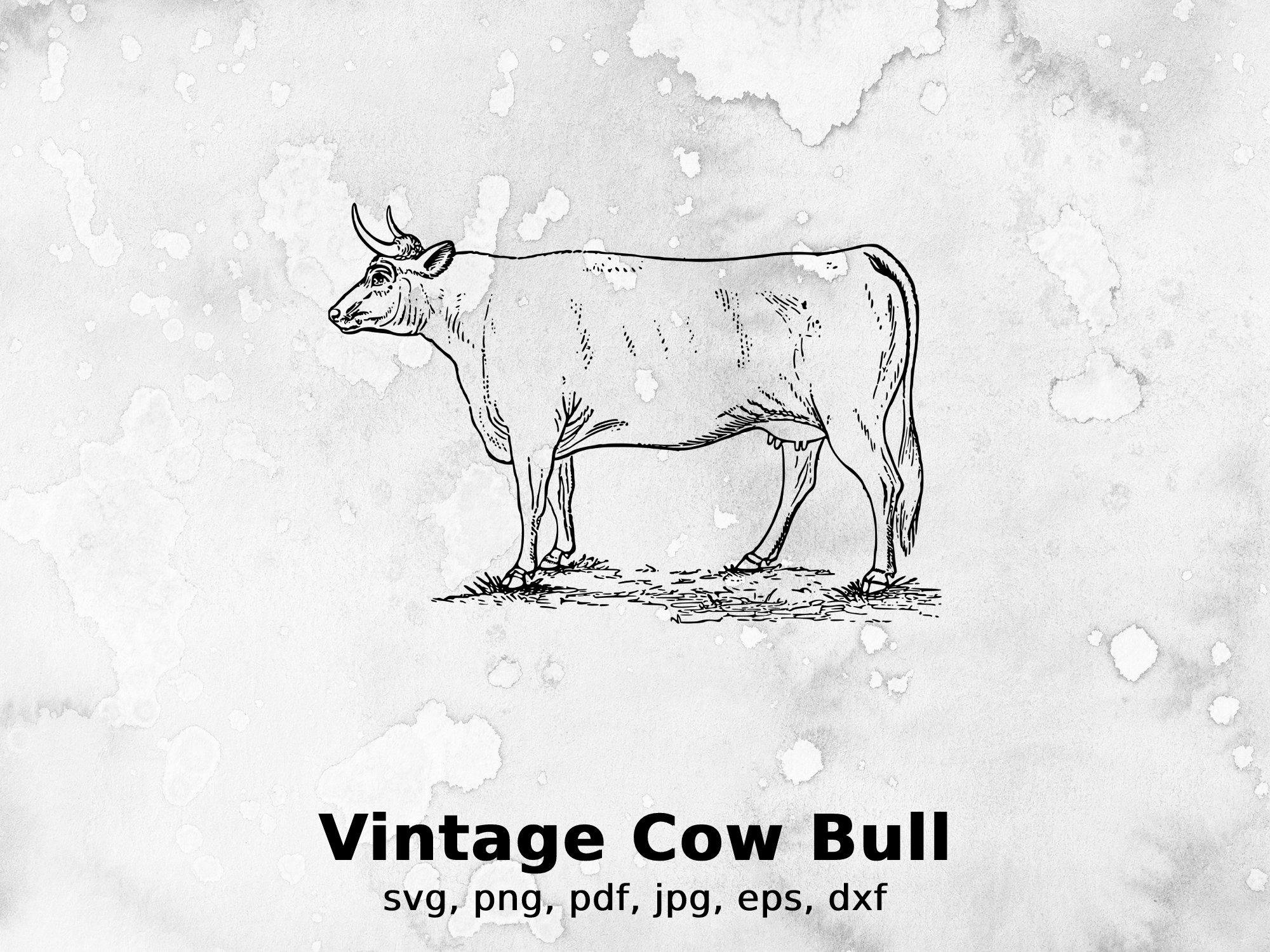 Vintage Cow Bull Vector Illustration | Cow, Bull, Buffalo, Vector ...