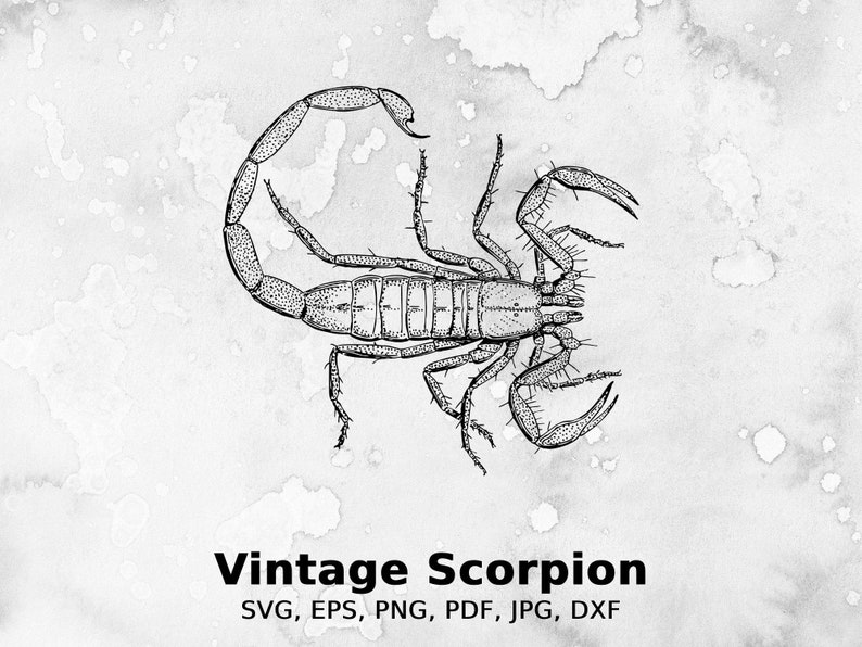 Vintage Scorpion Vector Illustration | Scorpio Zodiac Graphic (digital ...