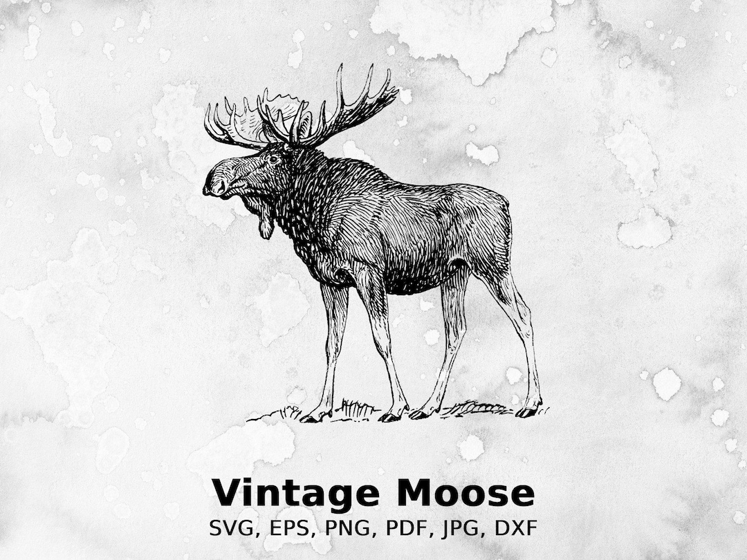Vintage Moose Vector Illustration | Moose, Vector, Vintage, Forest ...