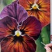 Pansy Wall Decor Art Wall Art Decor Amazing Flower Gift Acrylic Floral ...