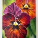 Pansy Wall Decor Art Wall Art Decor Amazing Flower Gift Acrylic Floral ...